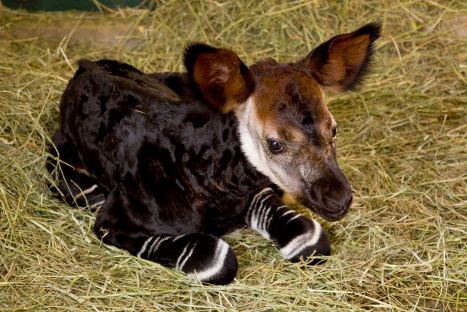 Baby okapi born in Belgium – MoPo Geek